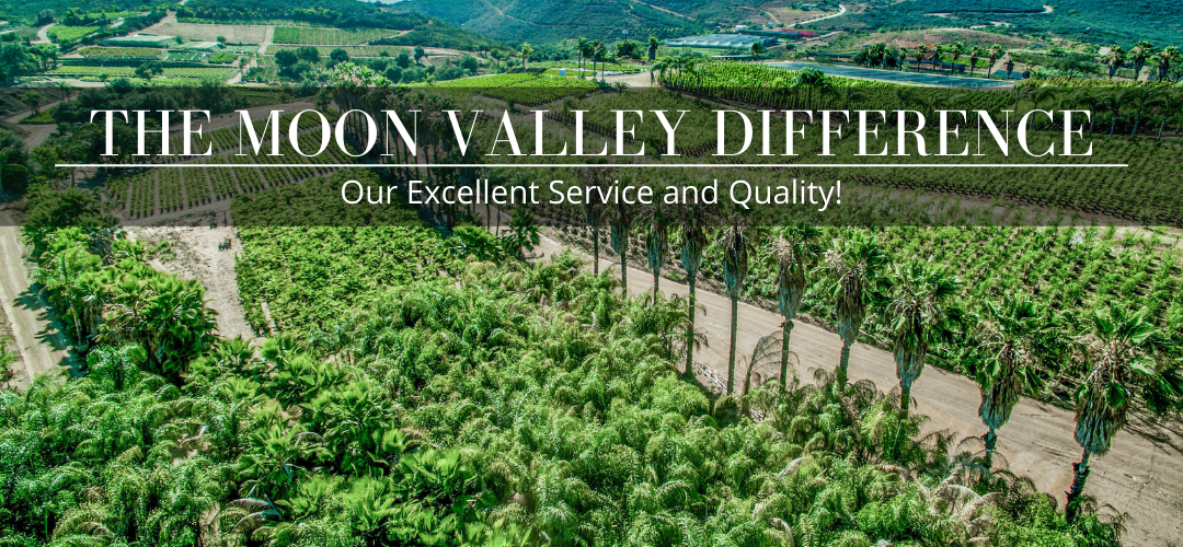 THE MOON VALLEY DIFFERENCE: OUR EXCELLENT SERVICE AND QUALITY